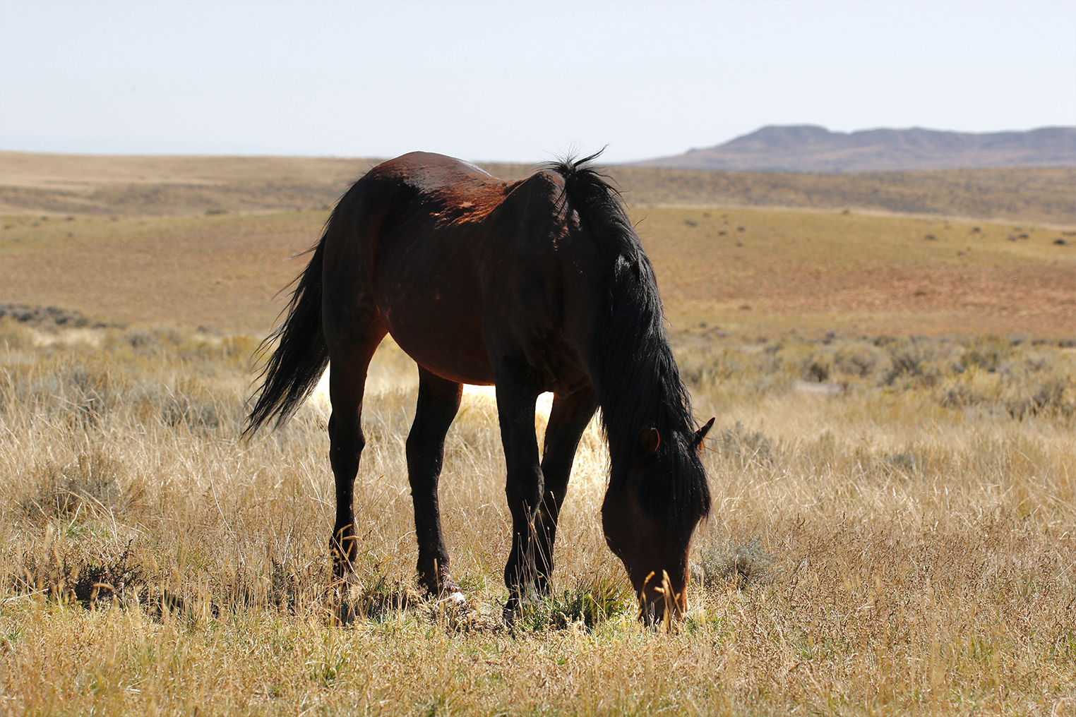 Guided Wild Mustang Tours | Things To Do In Cody, WY