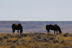 Guided Wild Mustang Tours | Things To Do In Cody, WY