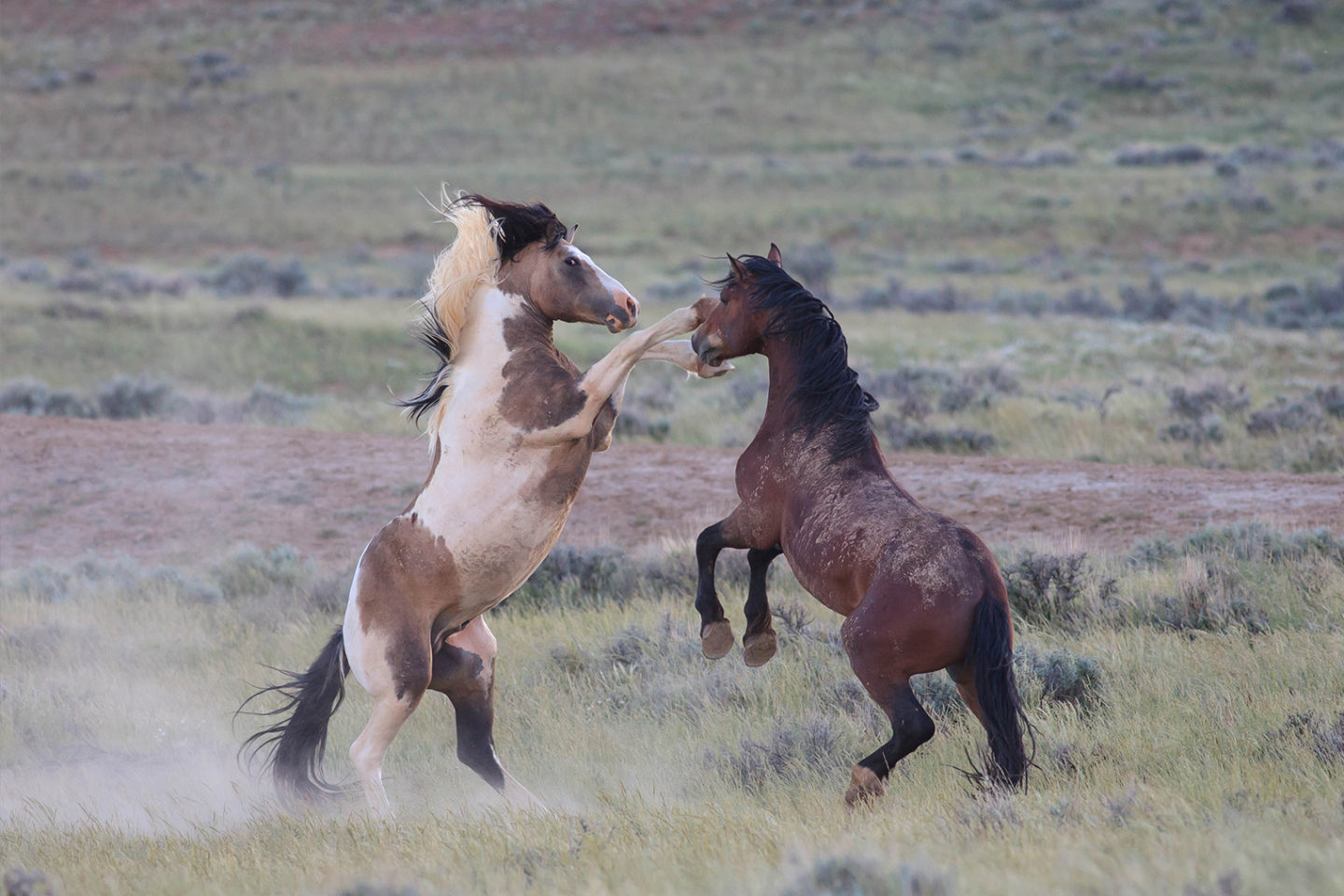 Guided Wild Mustang Tours | Things To Do In Cody, WY