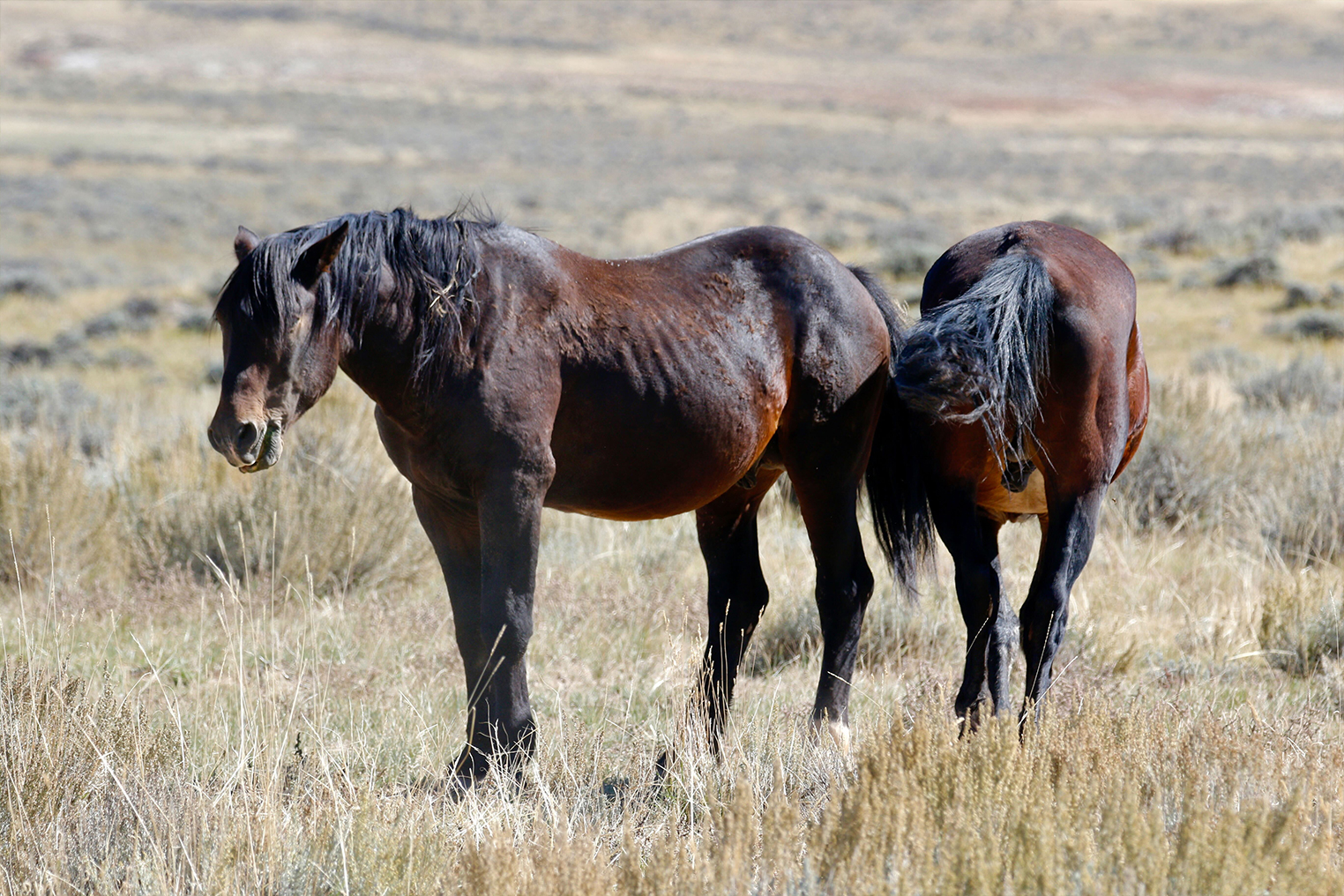Guided Wild Mustang Tours | Things To Do In Cody, WY
