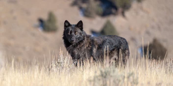 Yellowstone Wolves - Yellowstone Safari Company