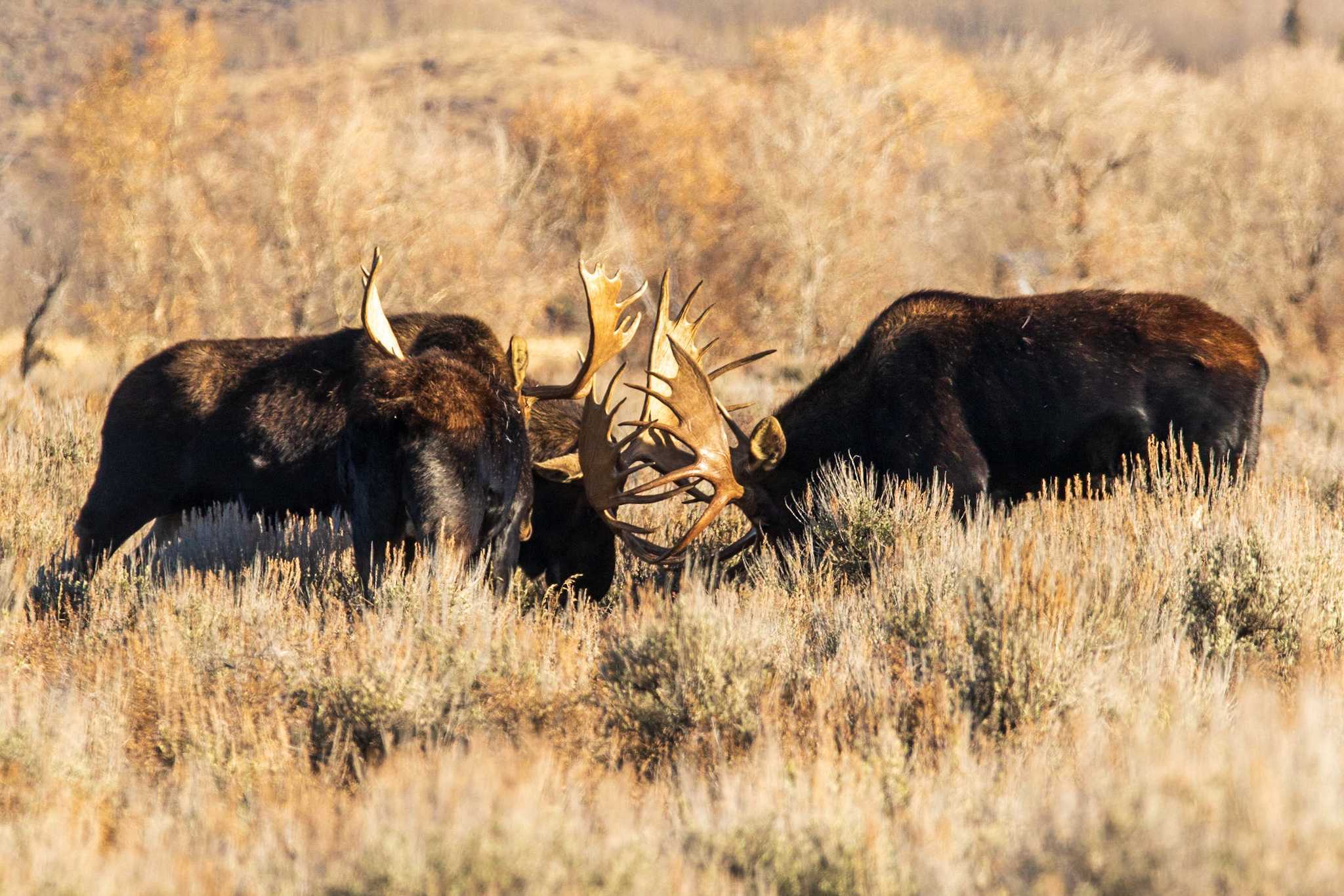 Animals of Yellowstone: A Seasonal Wildlife Guide - Yellowstone Safari ...