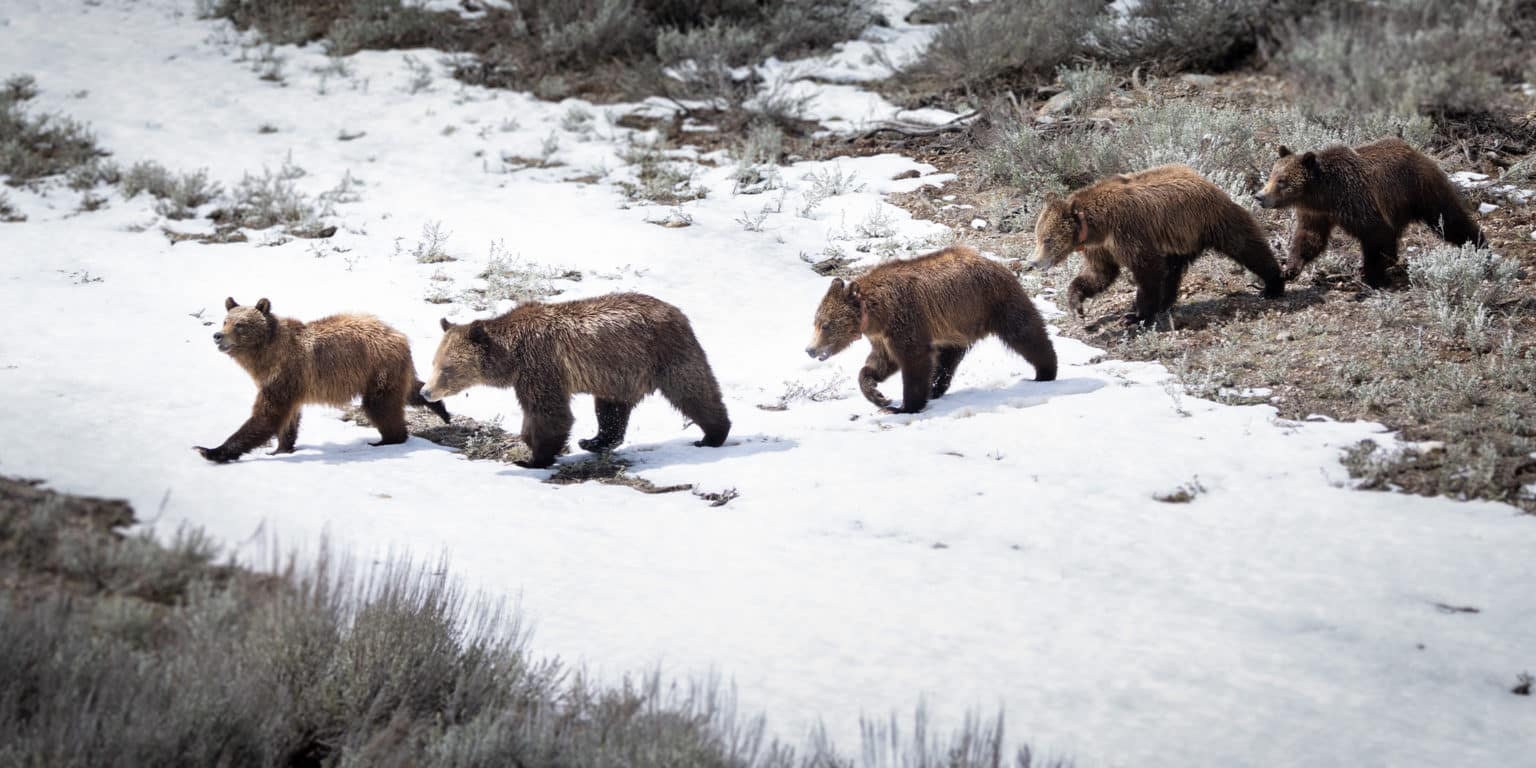 Animals of Yellowstone: A Seasonal Wildlife Guide - Yellowstone Safari ...
