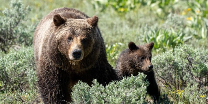 The Grizzly Who Turned a Generation onto Conservation - Yellowstone ...