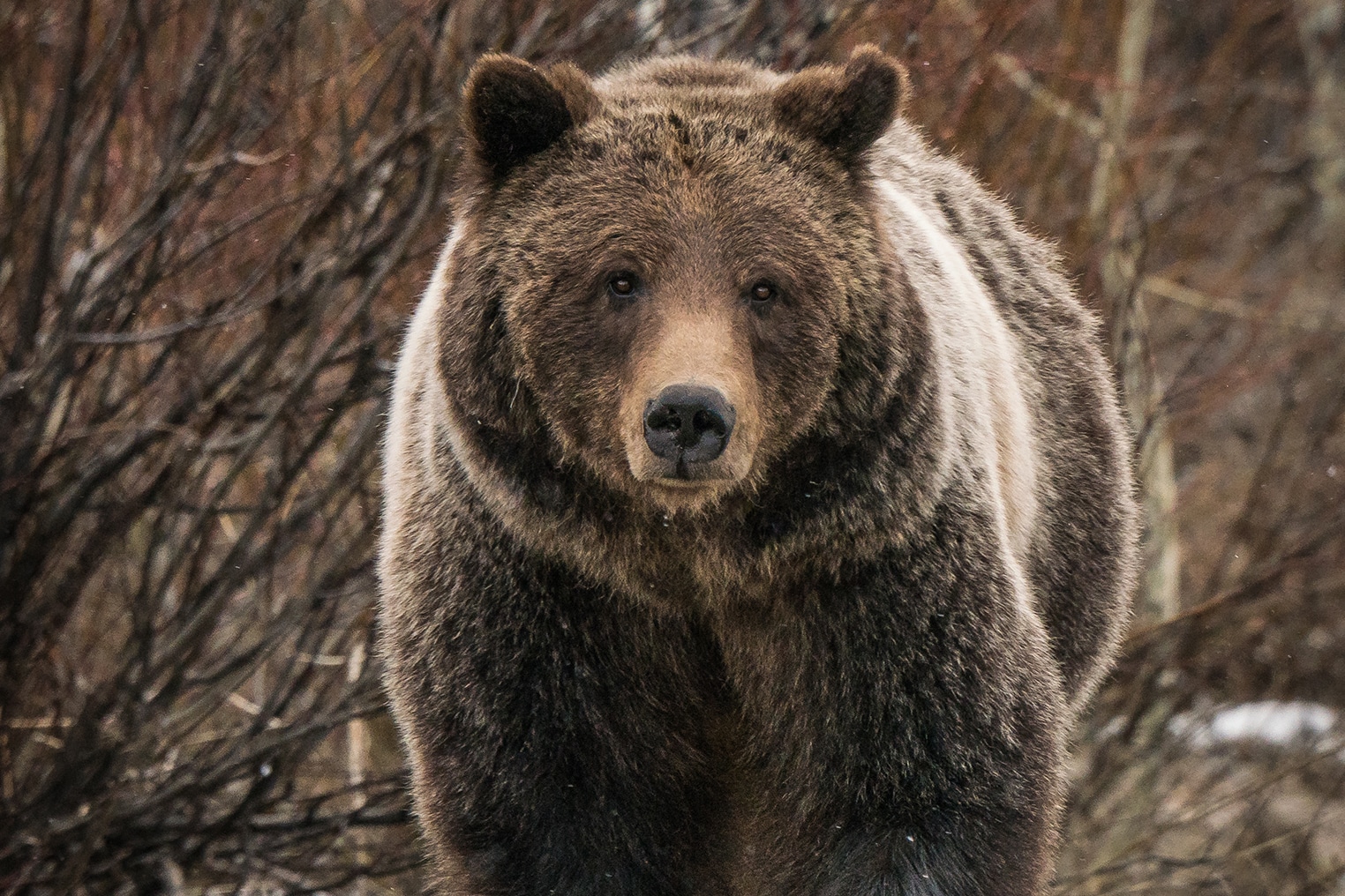 The Grizzly Who Turned a Generation onto Conservation - Yellowstone ...