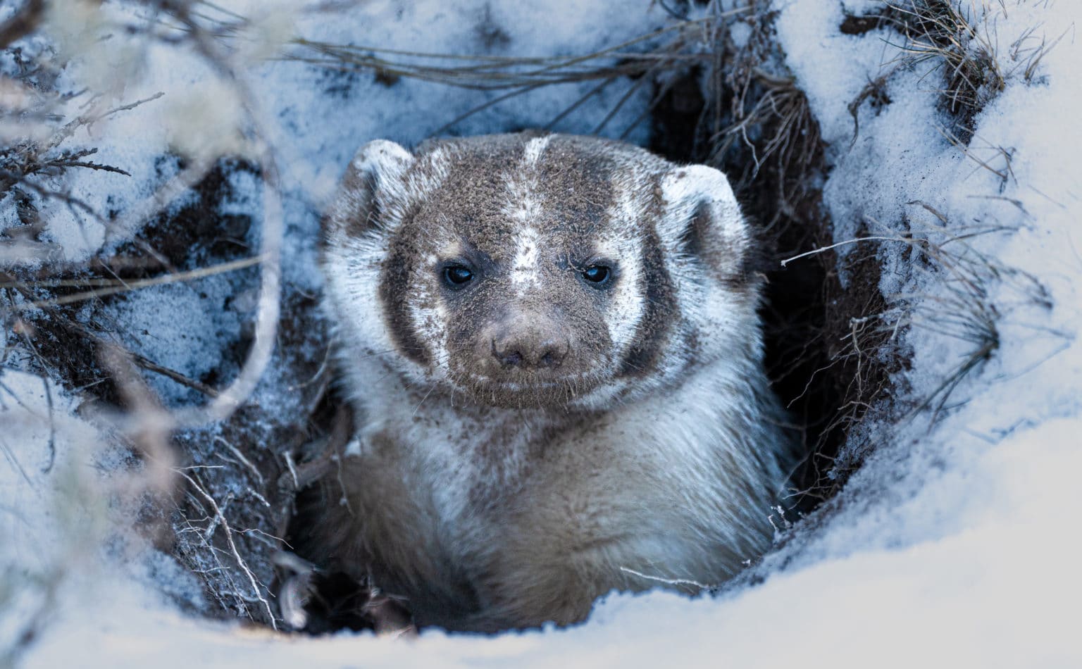 Animals of Yellowstone: A Seasonal Wildlife Guide - Yellowstone Safari ...