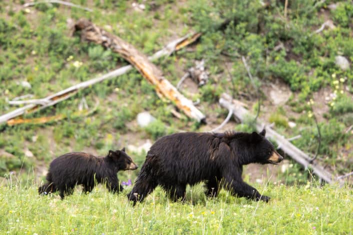 Animals of Yellowstone: A Seasonal Wildlife Guide - Yellowstone Safari ...