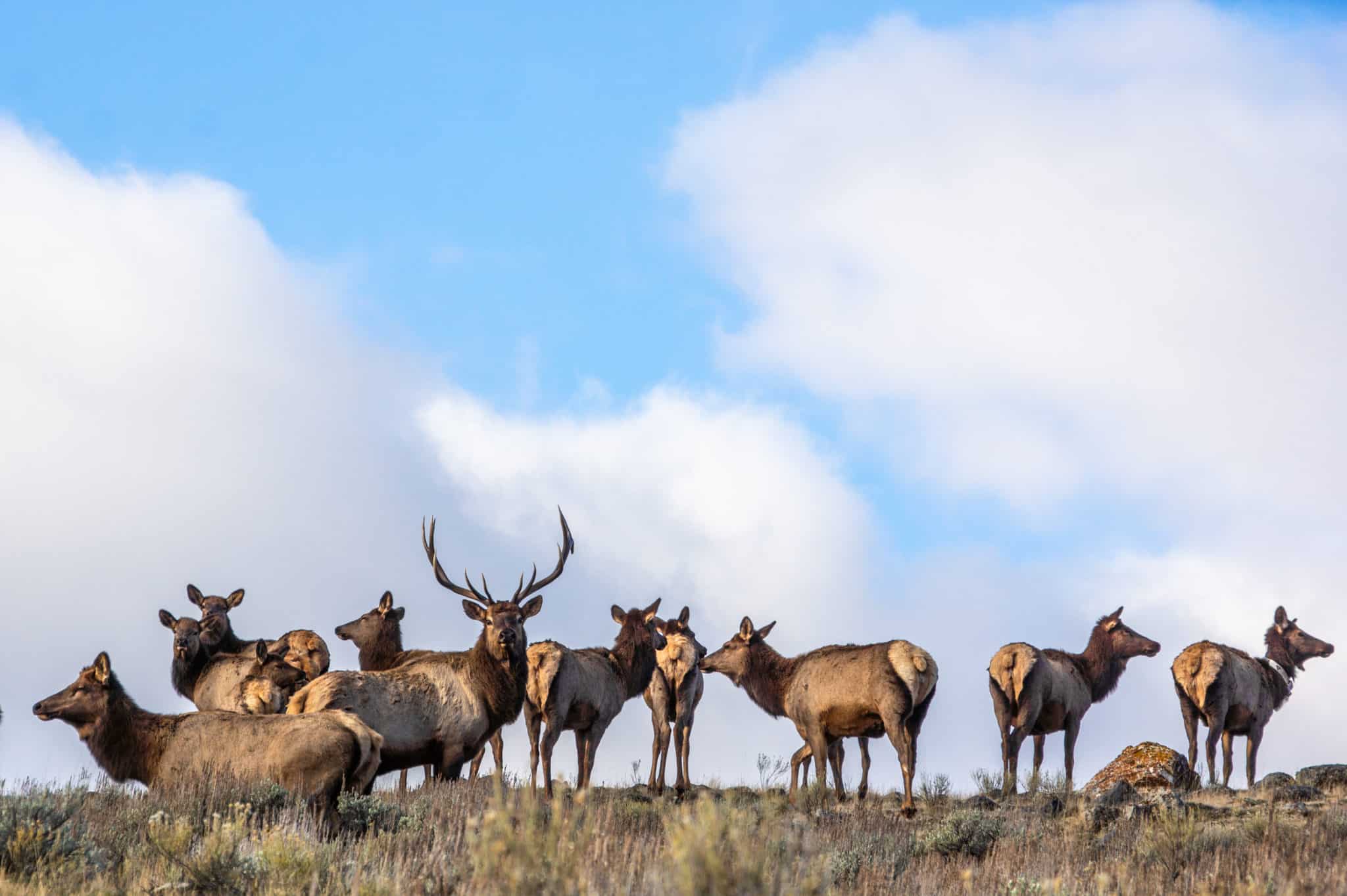 Animals of Yellowstone: A Seasonal Wildlife Guide - Yellowstone Safari ...