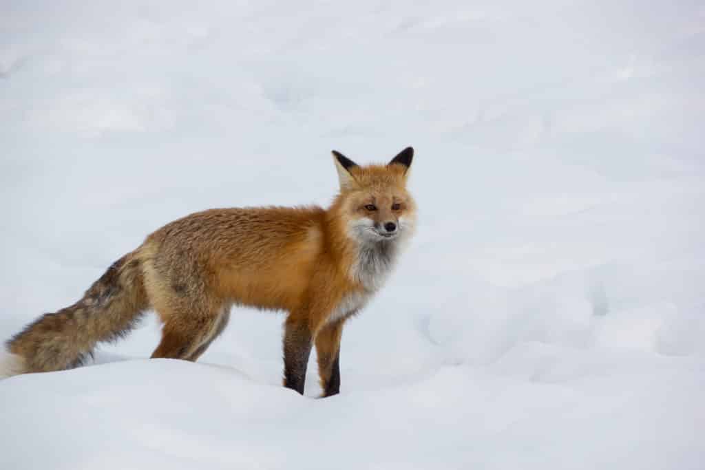 Red Fox - Yellowstone Safari Company