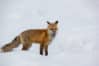 Red Fox - Yellowstone Safari Company