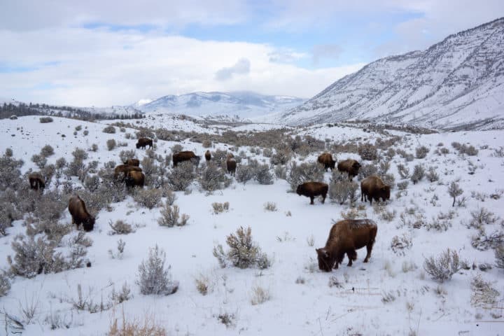 Bison - Yellowstone Safari Company