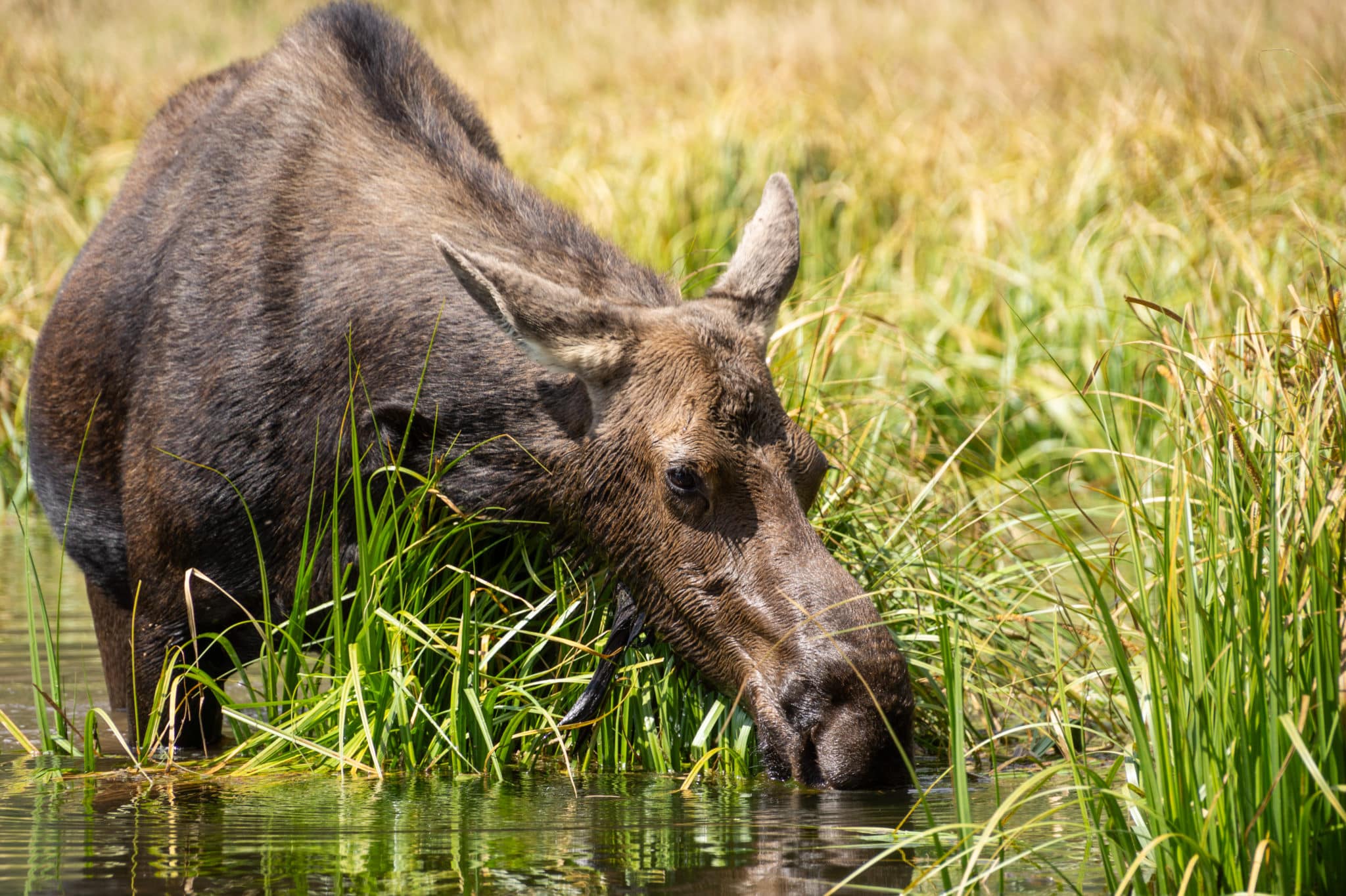 Moose - Yellowstone Safari Company