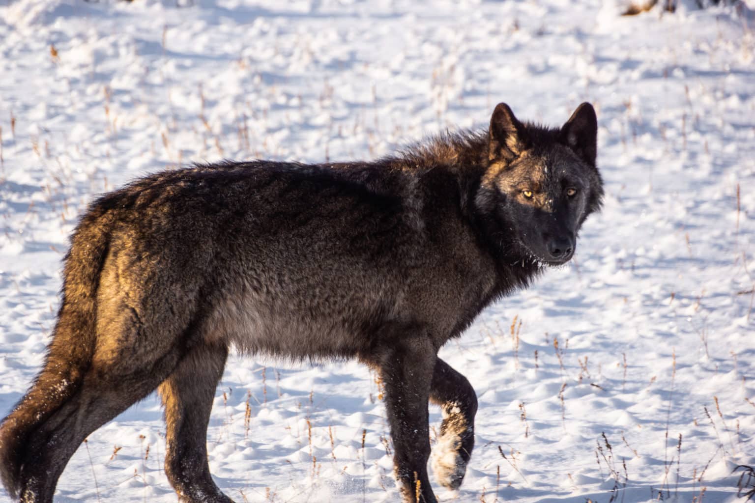 Viewing Lamar Valley Wolves on Safari - Yellowstone Safari Company
