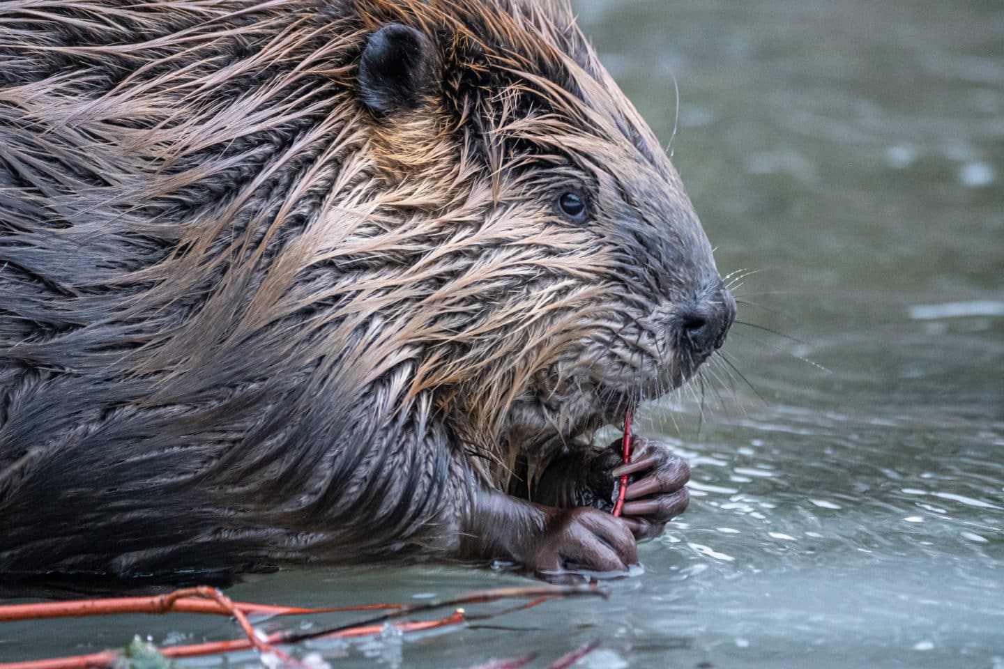 Beaver - Yellowstone Safari Company