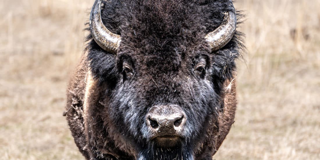 Wildlife: Bison - Yellowstone Safari Company