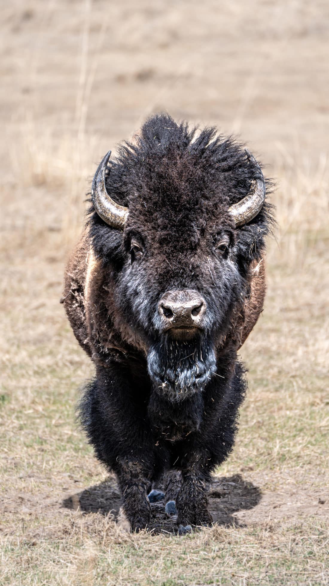 Bison - Yellowstone Safari Company