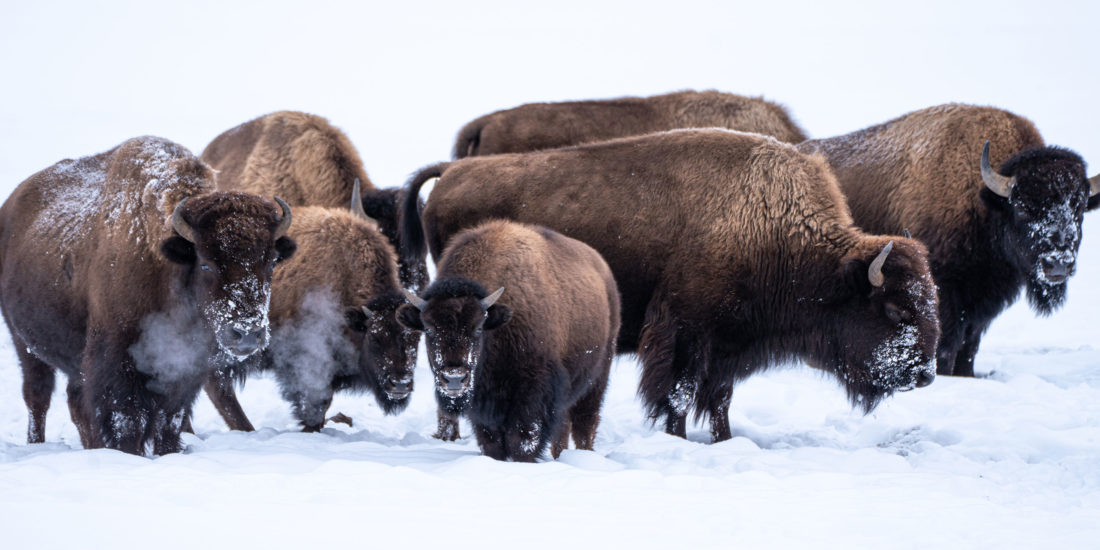 Wildlife: Bison - Yellowstone Safari Company