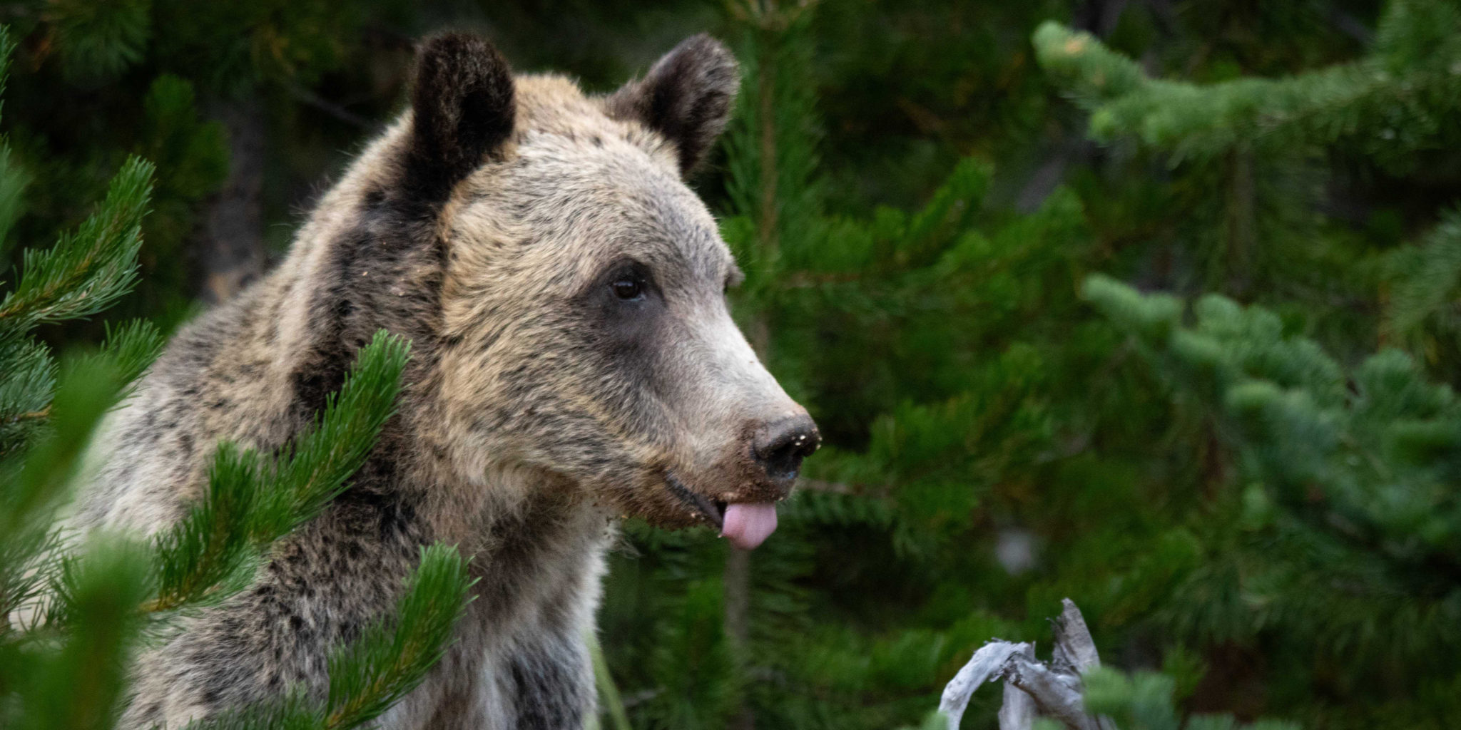 Bears in Yellowstone National Park - Yellowstone Safari Company