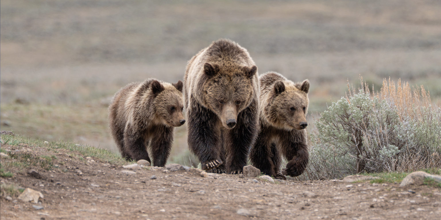 Bears in Yellowstone National Park - Yellowstone Safari Company