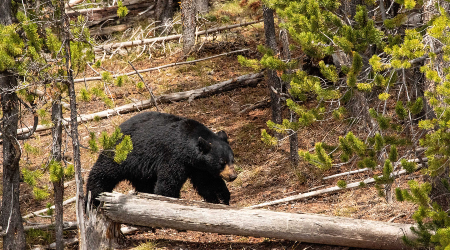 Bears in Yellowstone National Park - Yellowstone Safari Company