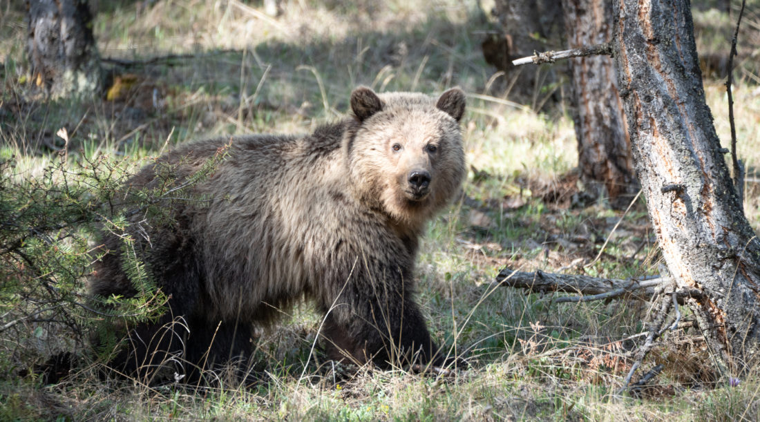 Bears in Yellowstone National Park - Yellowstone Safari Company