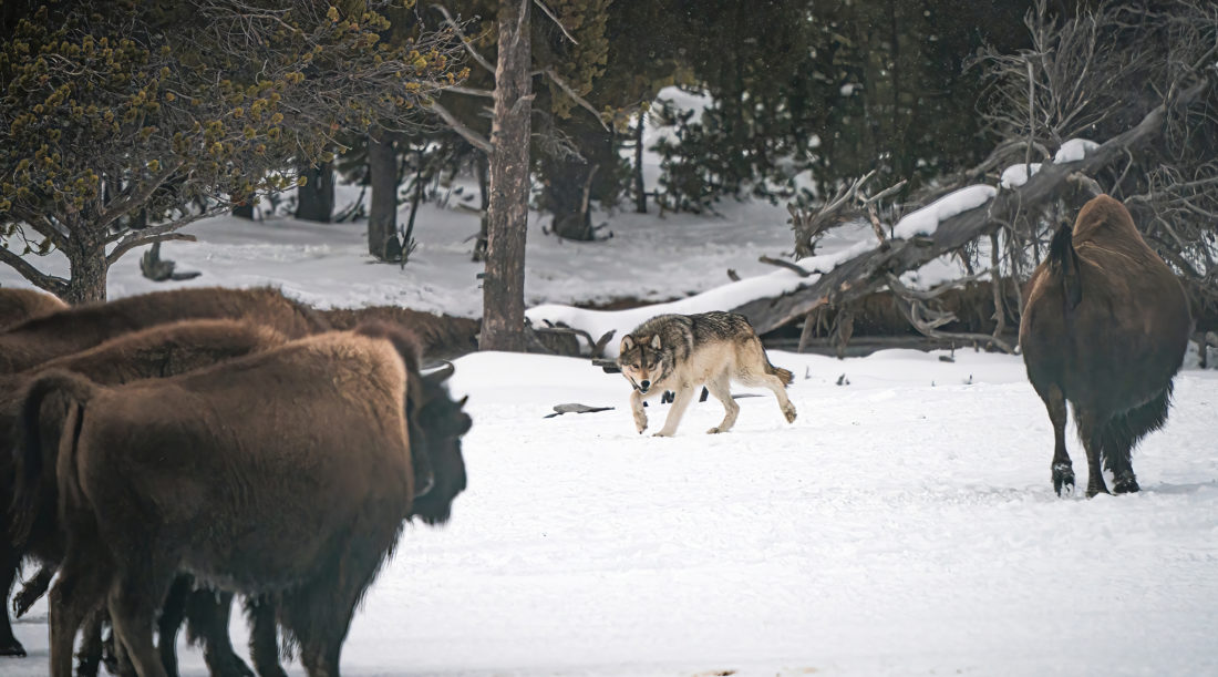 Where Can You See Wild Wolves? - Yellowstone Safari Company