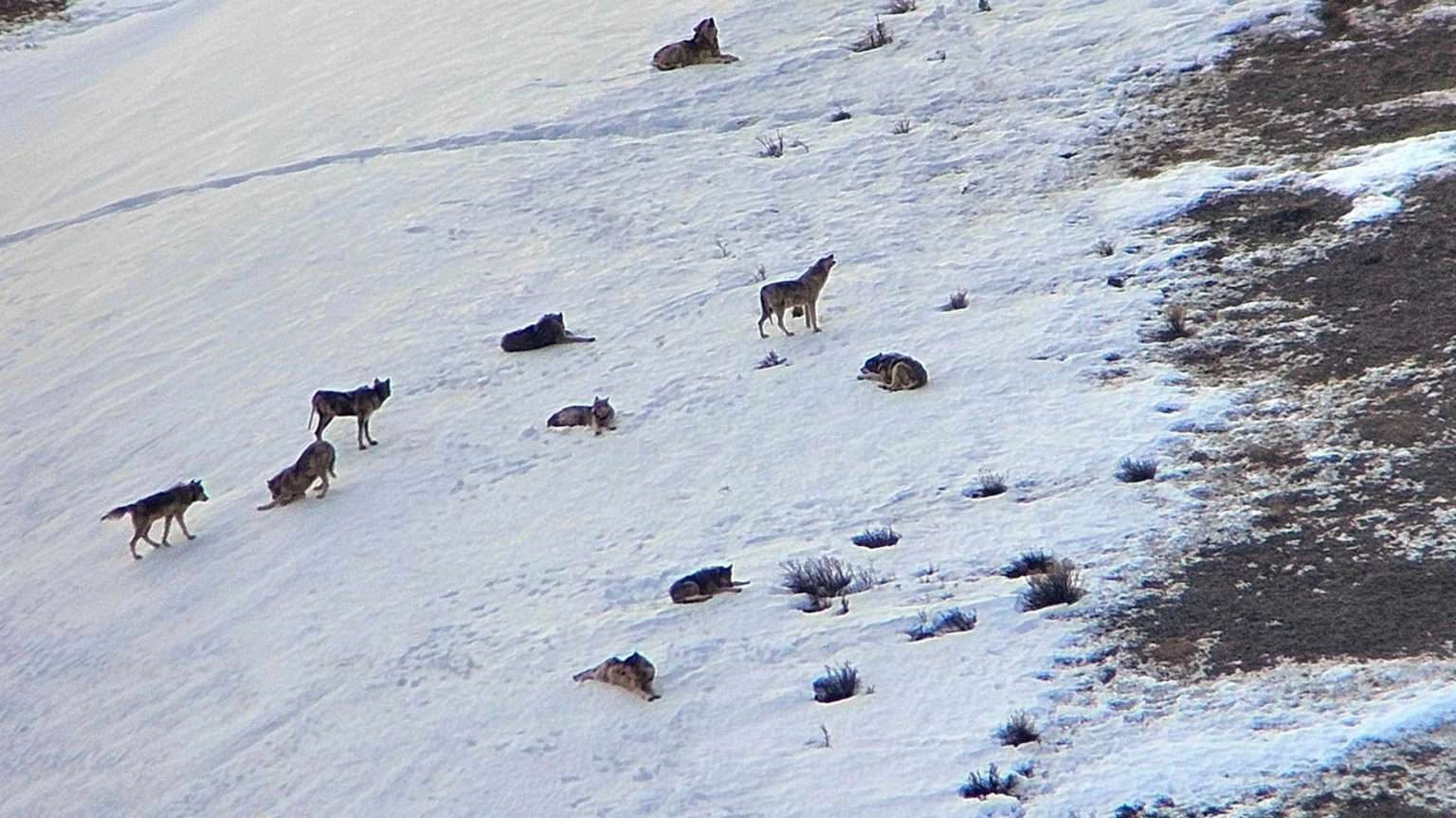 Where Can You See Wild Wolves? - Yellowstone Safari Company