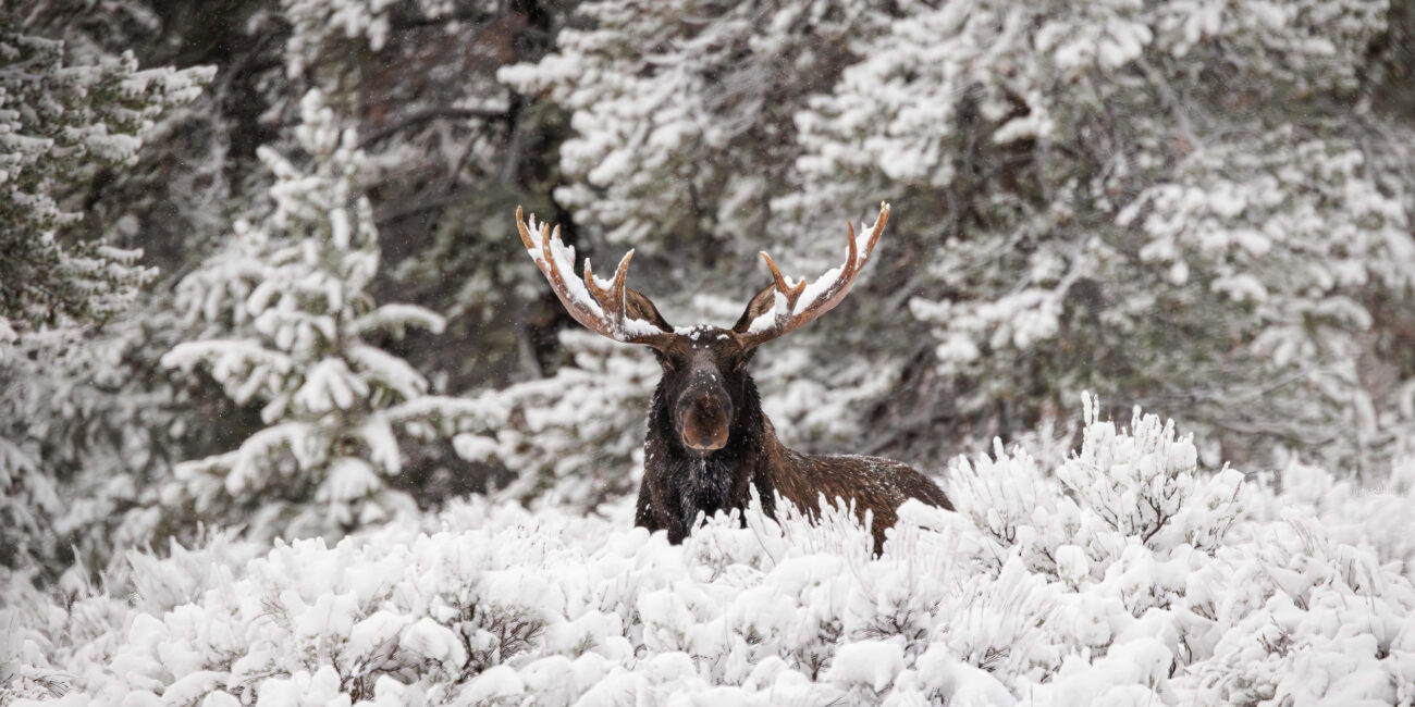 Ultimate Guide to Yellowstone National Park Winter Tours - Yellowstone ...