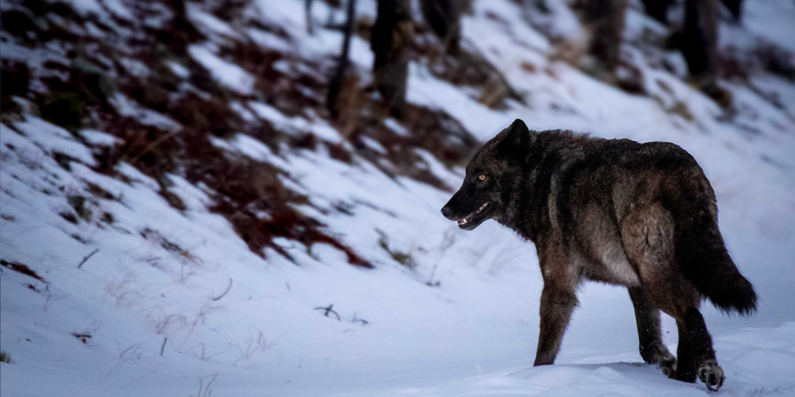 Lamar Valley Wolves: Yellowstone’s Premier Wolf Watching Destination ...